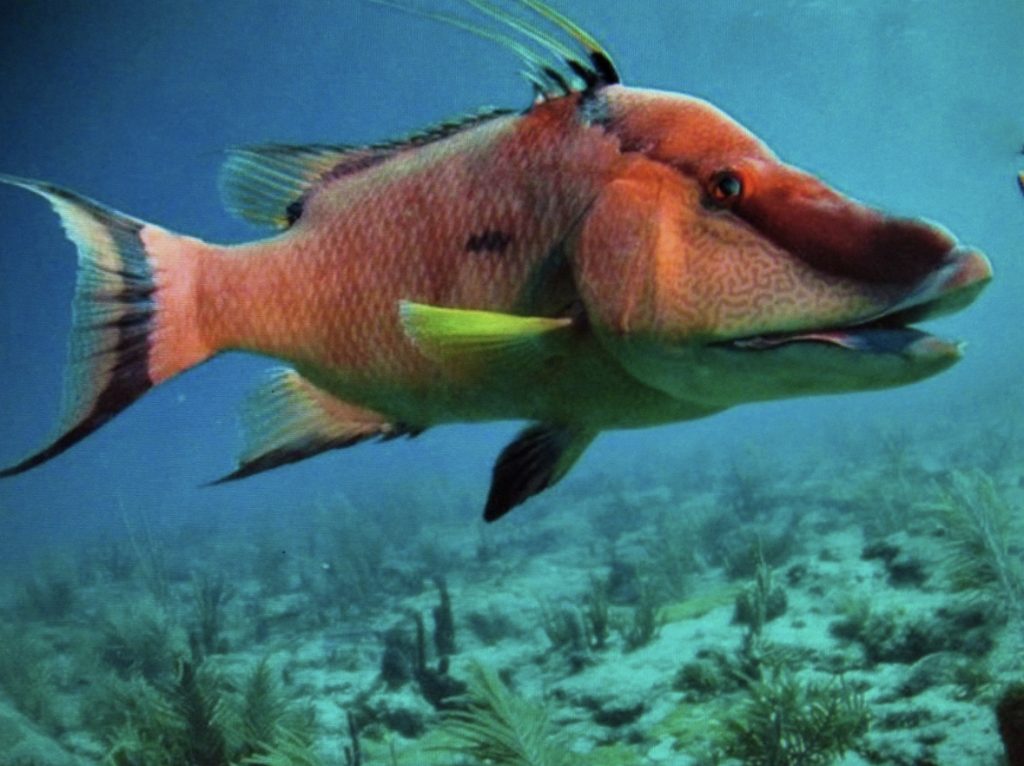 Hogfish Filets-1 lb - Lobster King